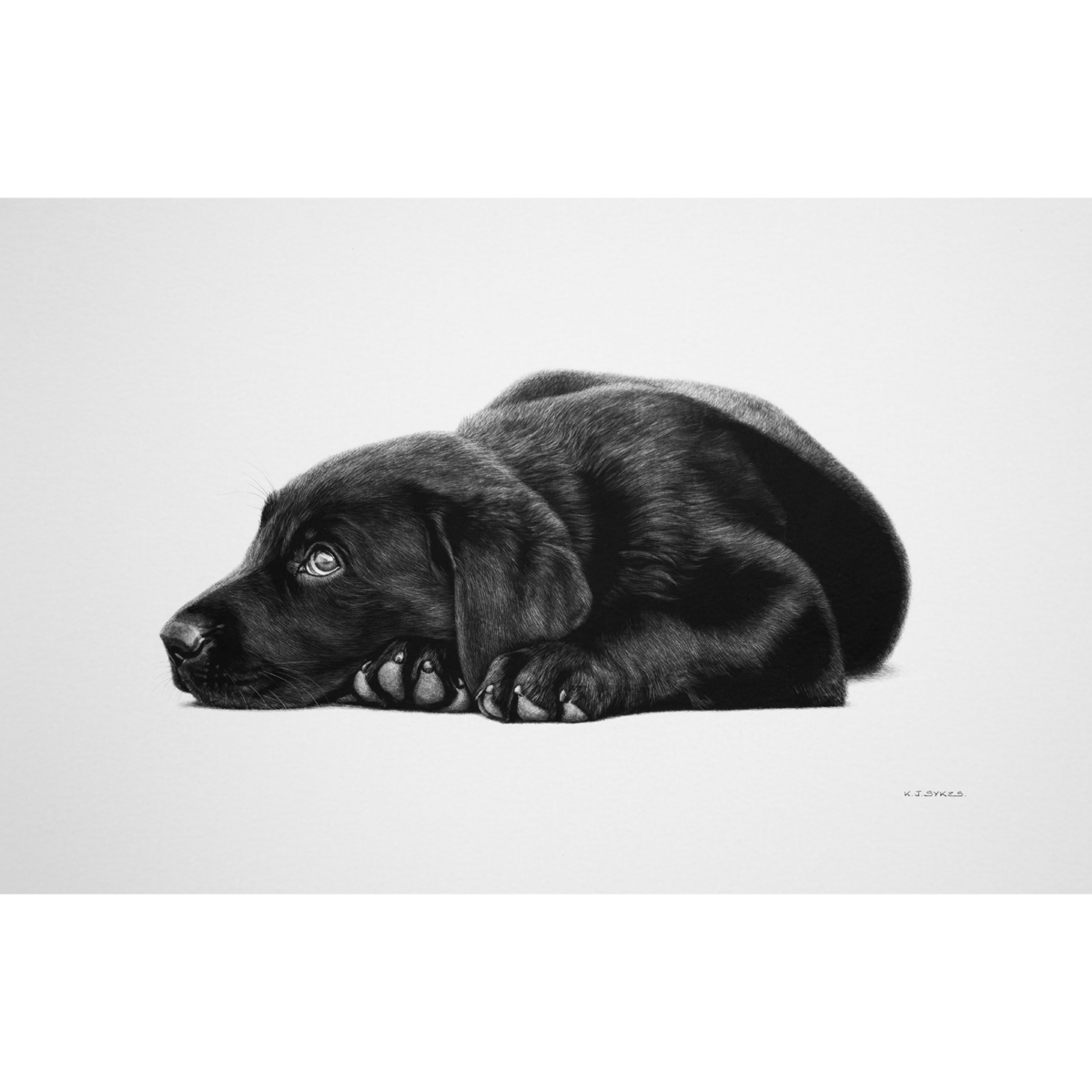Keith Sykes - Black Lab Puppy Card - Carl Russell and Co