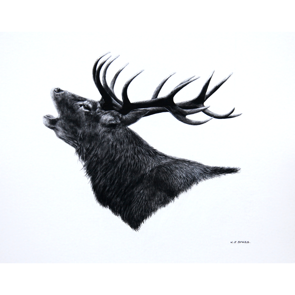 Keith Sykes - Roaring Stag Card - Carl Russell and Co